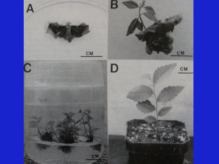 Techniques of Micropropagation Chapter 18 Systems used to