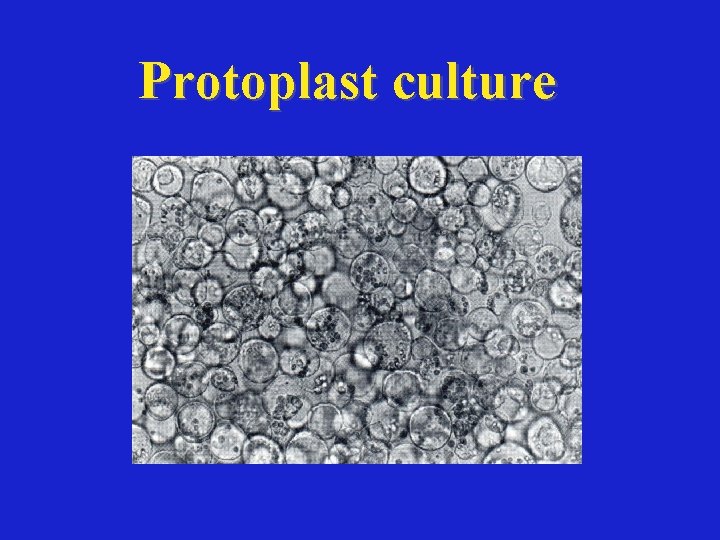 Techniques of Micropropagation Chapter 18 Systems used to