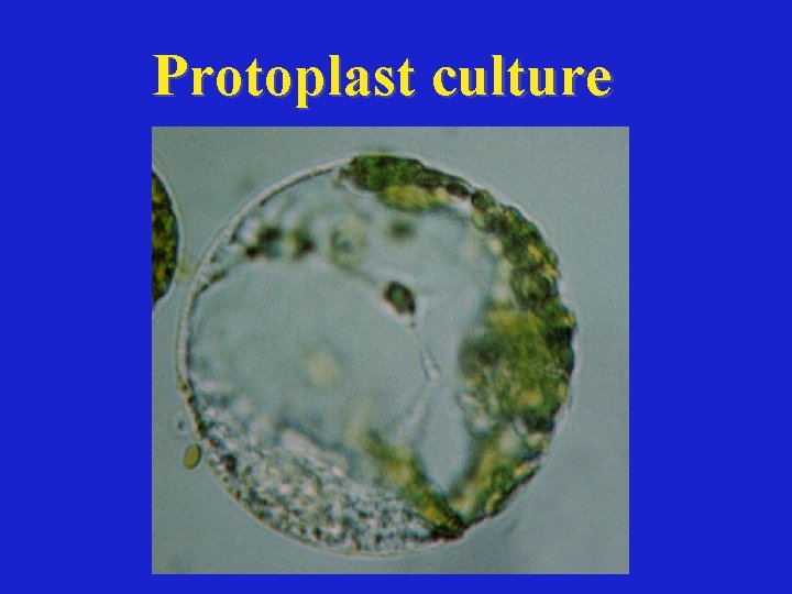 Techniques of Micropropagation Chapter 18 Systems used to