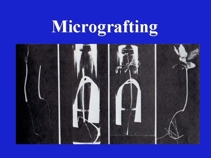 Techniques of Micropropagation Chapter 18 Systems used to