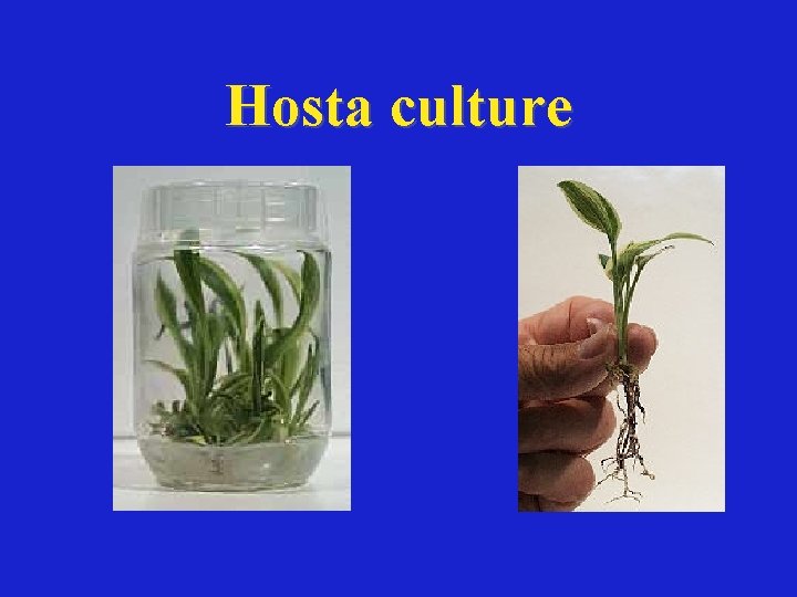 Techniques of Micropropagation Chapter 18 Systems used to