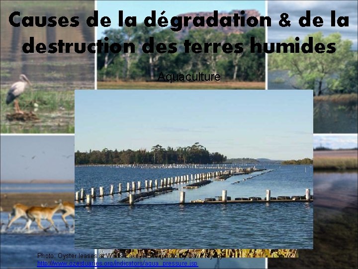 Les milieux humides Questce que cest Les milieux