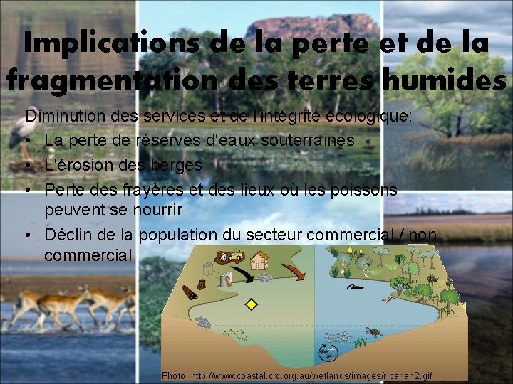 Les milieux humides Questce que cest Les milieux