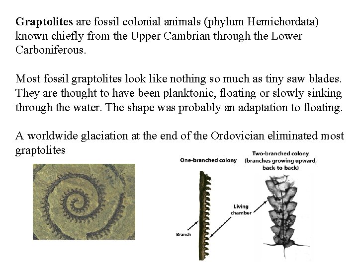 Diversity of marine animals and extinction events over