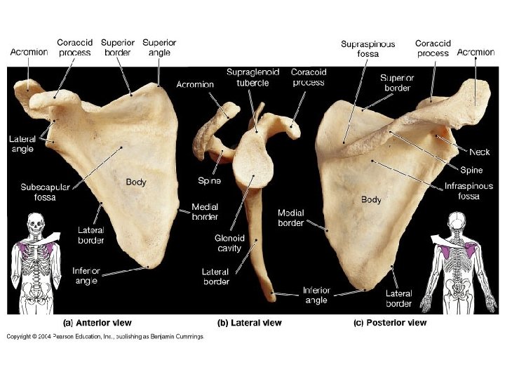 BONES Of the Appendicula Skeleton Bony Landmarks Articulations