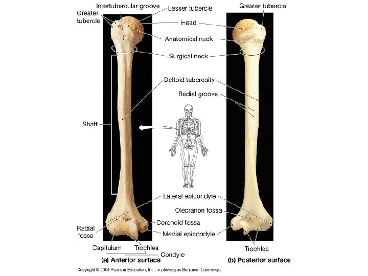 BONES Of the Appendicula Skeleton Bony Landmarks Articulations