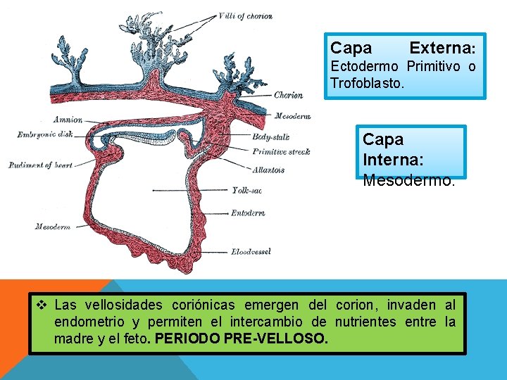 PLACENTA Y LIQUIDO AMNITICO HEIDI DUARTES WAHL INSTITUTO