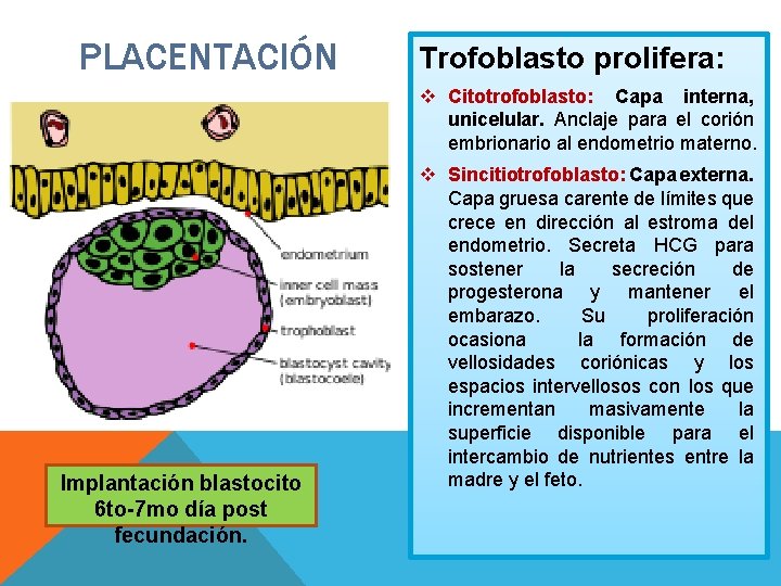 PLACENTA Y LIQUIDO AMNITICO HEIDI DUARTES WAHL INSTITUTO