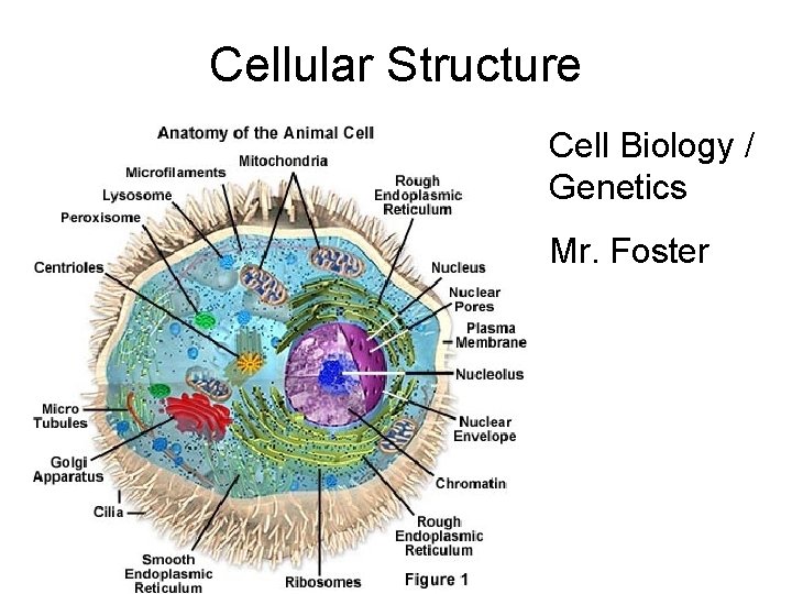 Cellular Structure Cell Biology Genetics Mr Foster Components
