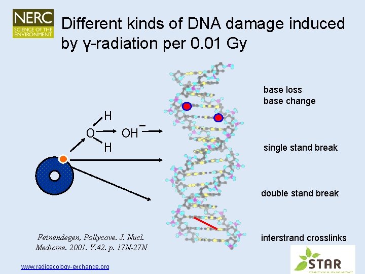 Effects of Radiation on Biota Dr David Copplestone
