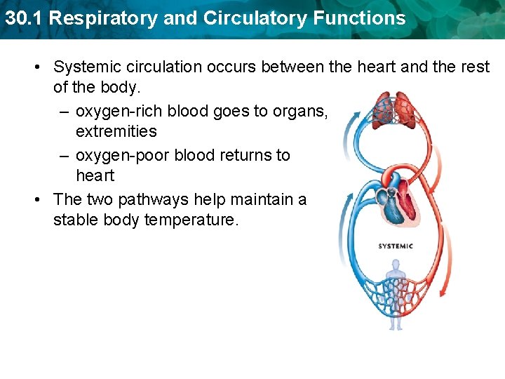 30 1 Respiratory and Circulatory Functions KEY CONCEPT