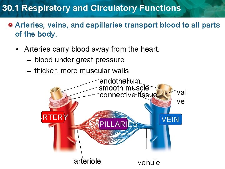 30 1 Respiratory and Circulatory Functions KEY CONCEPT
