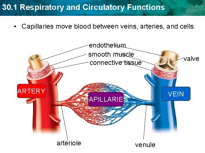 30 1 Respiratory and Circulatory Functions KEY CONCEPT