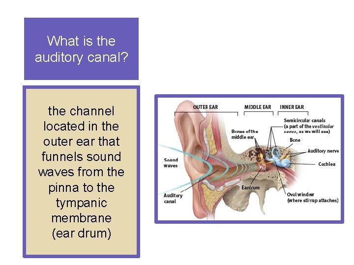 Learning Targets Module 20 20 1 Describe the