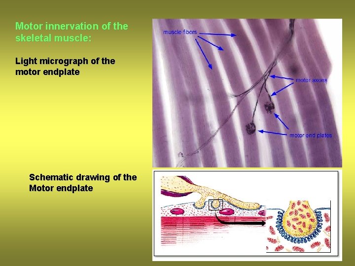 HISTOLOGY 1 11 MUSCULAR TISSUES Muscular tissues are