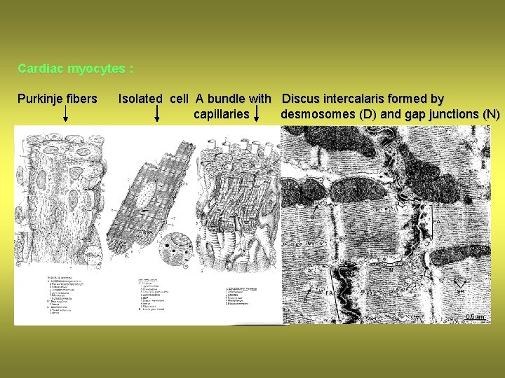 HISTOLOGY 1 11 MUSCULAR TISSUES Muscular tissues are