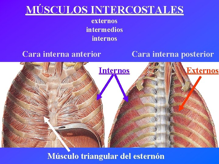 Bloque 2 3 MOVIMIENTOS del TRONCO Dra MaraTrinidad