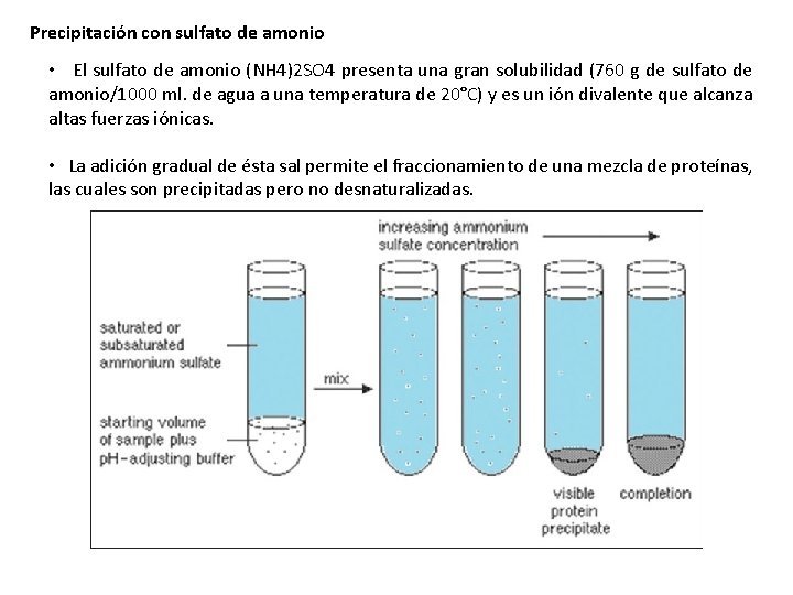 2 ESTRUCTURA Y PROPIEDADES DE LAS PROTENAS PURIFICACIN