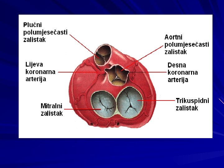 CIRKULACIJA TJELESNIH TENOSTI Cirkulatorni sistem ine srce i