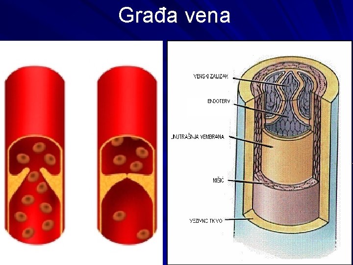 CIRKULACIJA TJELESNIH TENOSTI Cirkulatorni sistem ine srce i