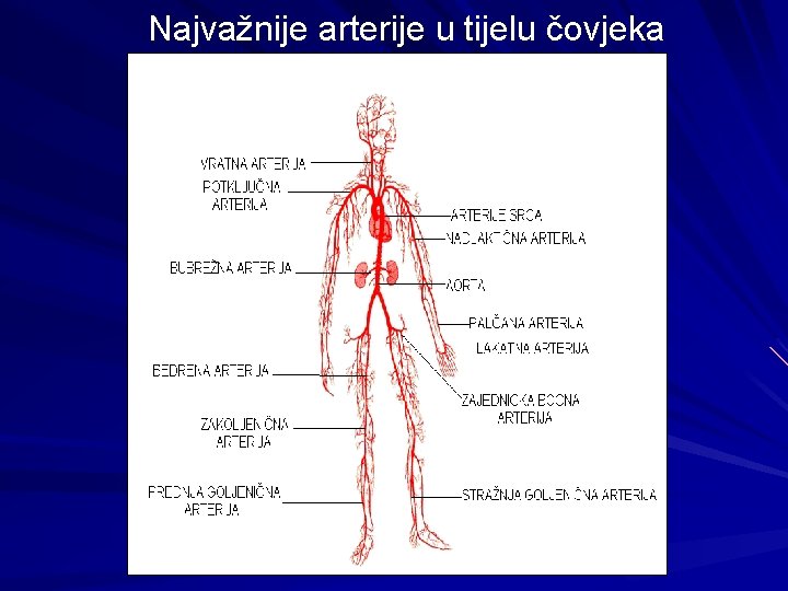 CIRKULACIJA TJELESNIH TENOSTI Cirkulatorni sistem ine srce i