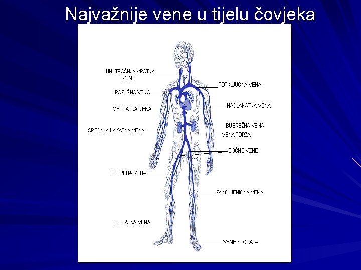 CIRKULACIJA TJELESNIH TENOSTI Cirkulatorni sistem ine srce i
