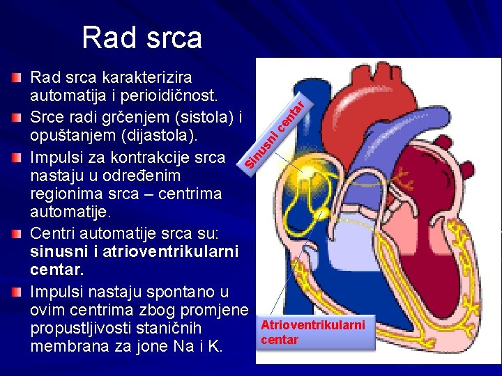 CIRKULACIJA TJELESNIH TENOSTI Cirkulatorni sistem ine srce i