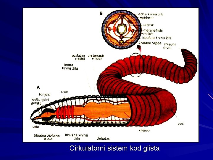 CIRKULACIJA TJELESNIH TENOSTI Cirkulatorni sistem ine srce i