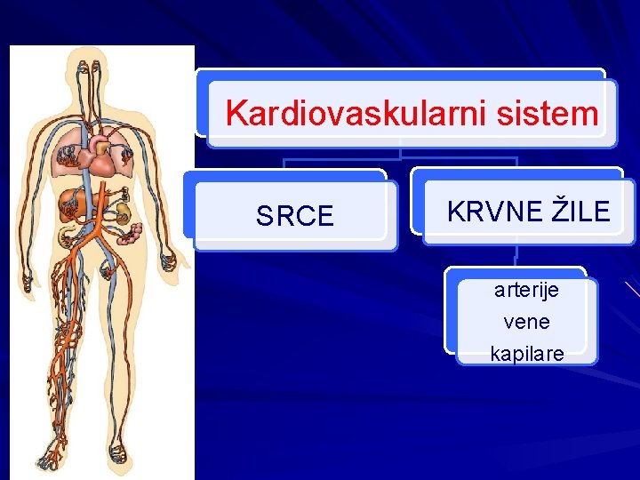 CIRKULACIJA TJELESNIH TENOSTI Cirkulatorni sistem ine srce i