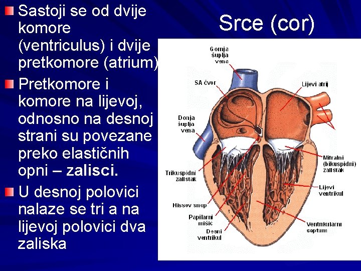 CIRKULACIJA TJELESNIH TENOSTI Cirkulatorni sistem ine srce i
