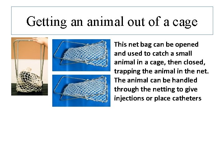 Physical Examination and restraining of Dogs and Cats