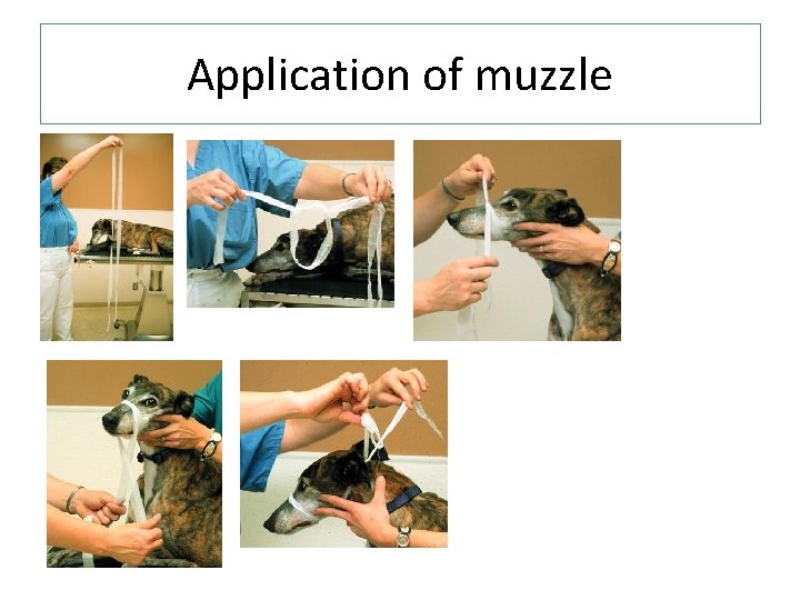 Physical Examination and restraining of Dogs and Cats