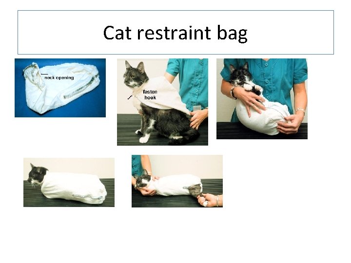 Physical Examination and restraining of Dogs and Cats