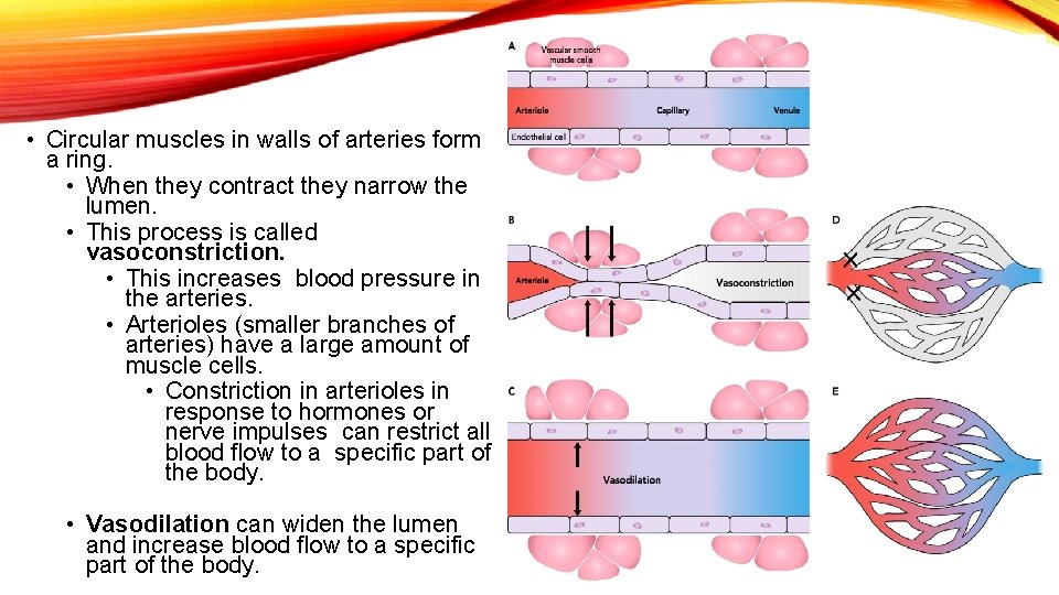 6 2 THE BLOOD SYSTEM UNDERSTANDINGS Arteries convey