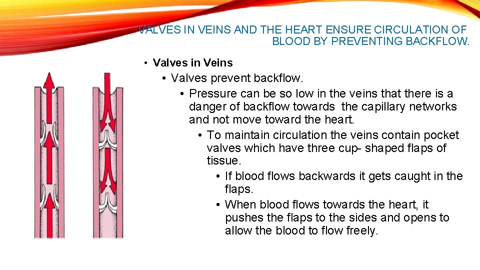 6 2 THE BLOOD SYSTEM UNDERSTANDINGS Arteries convey