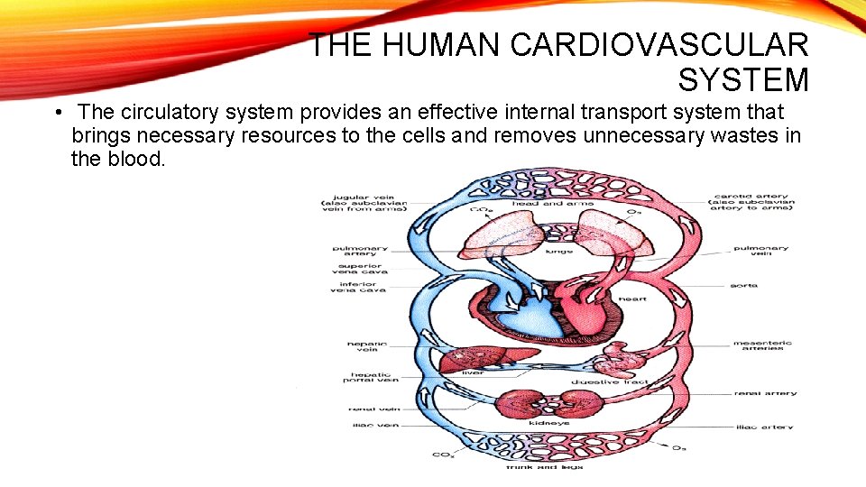 6 2 THE BLOOD SYSTEM UNDERSTANDINGS Arteries convey