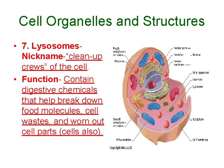 Cell Organelles and Structures Notes What is a