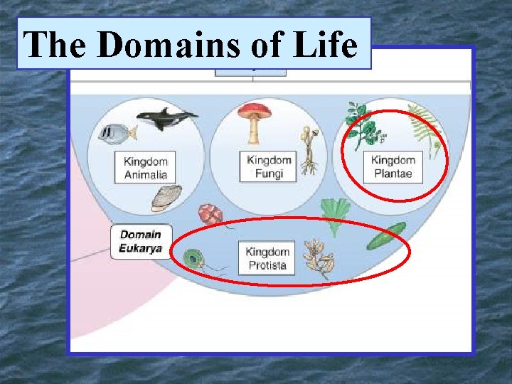 Producers Seaweeds and Plants The Domains of Life