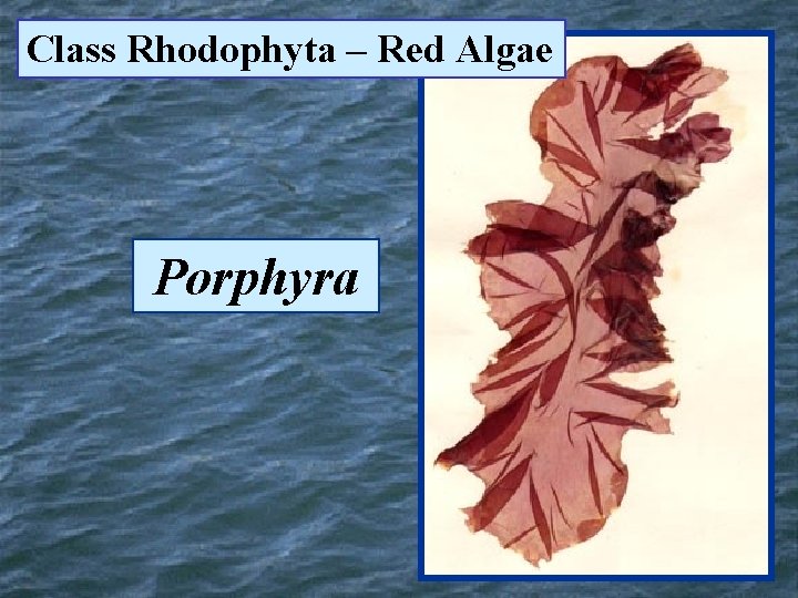 Producers Seaweeds and Plants The Domains of Life