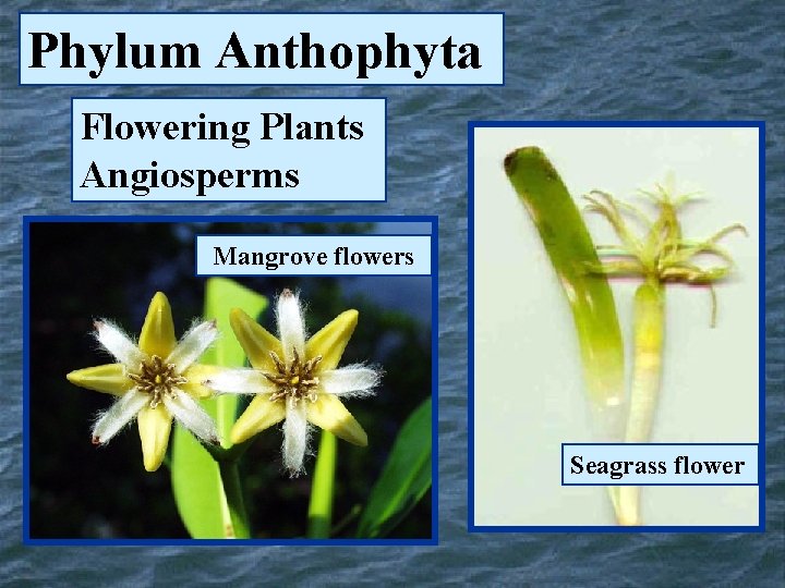 Producers Seaweeds and Plants The Domains of Life
