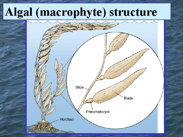 Producers Seaweeds and Plants The Domains of Life