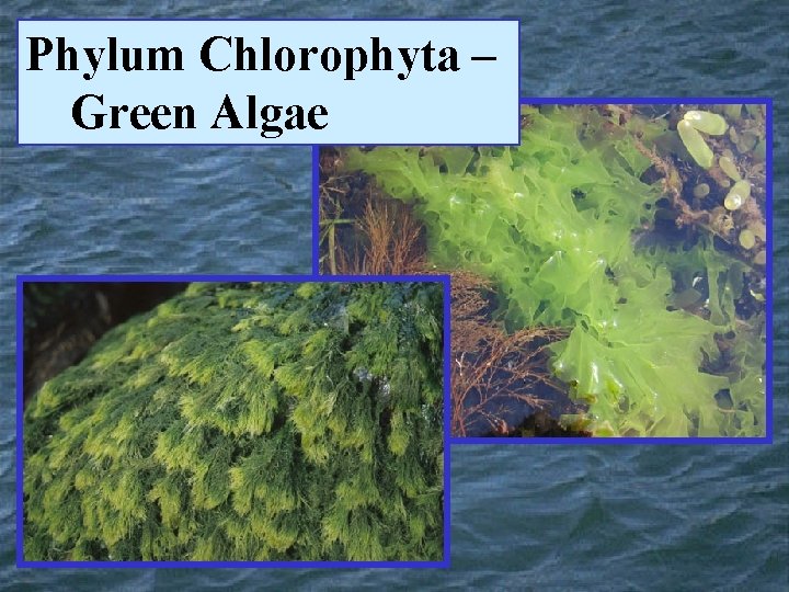 Producers Seaweeds and Plants The Domains of Life