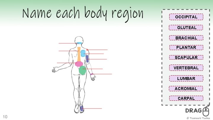 VENTRAL PELVIC VERTEBRAL ABDOMINAL CRANIAL DORSAL THORACIC 3