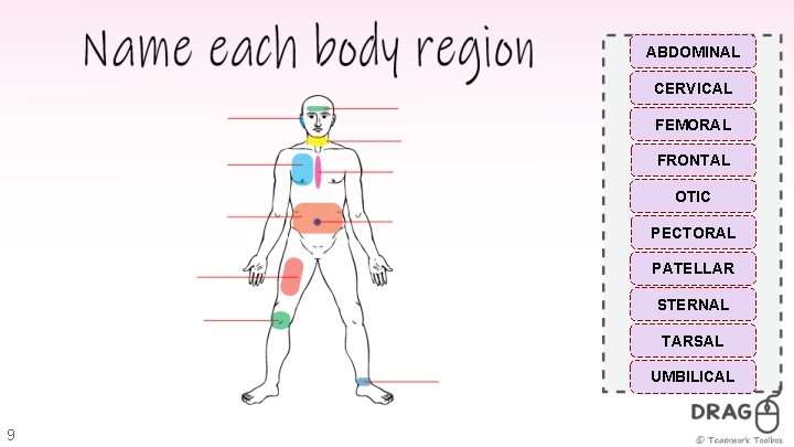 VENTRAL PELVIC VERTEBRAL ABDOMINAL CRANIAL DORSAL THORACIC 3