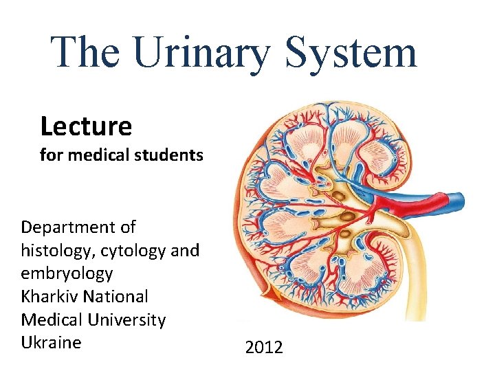 The Urinary System Lecture for medical students Department