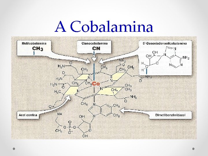 Metabolismo de B 12 e Folato Ao final