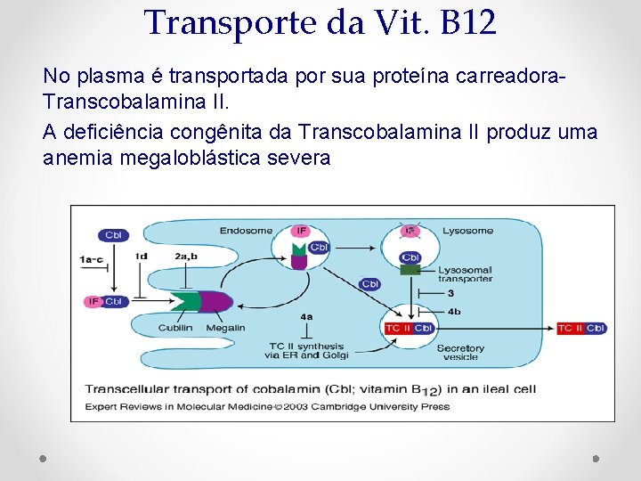 Metabolismo de B 12 e Folato Ao final