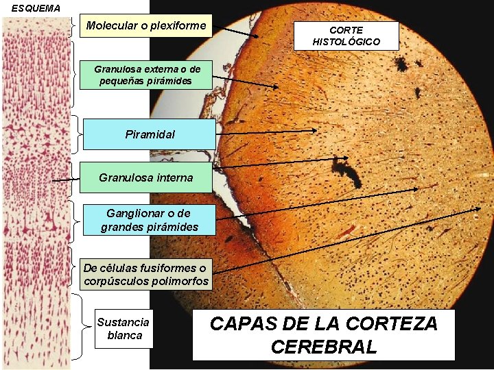 DRA HELEN MORALES CASASOLA HISTOLOGA Tejido nervioso Las