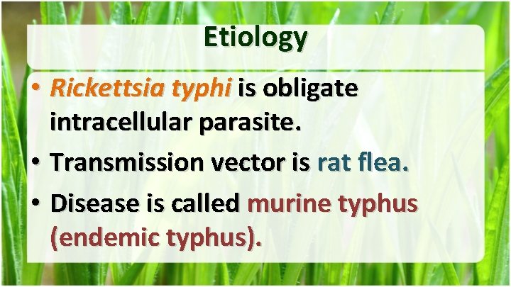 Rickettsia typhi Domina Petric MD Etiology Rickettsia typhi