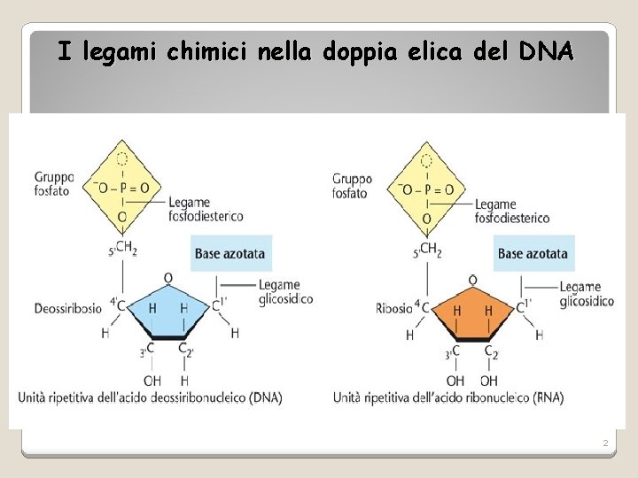 Acidi nucleici 3 presentazione del prof Ciro Formica